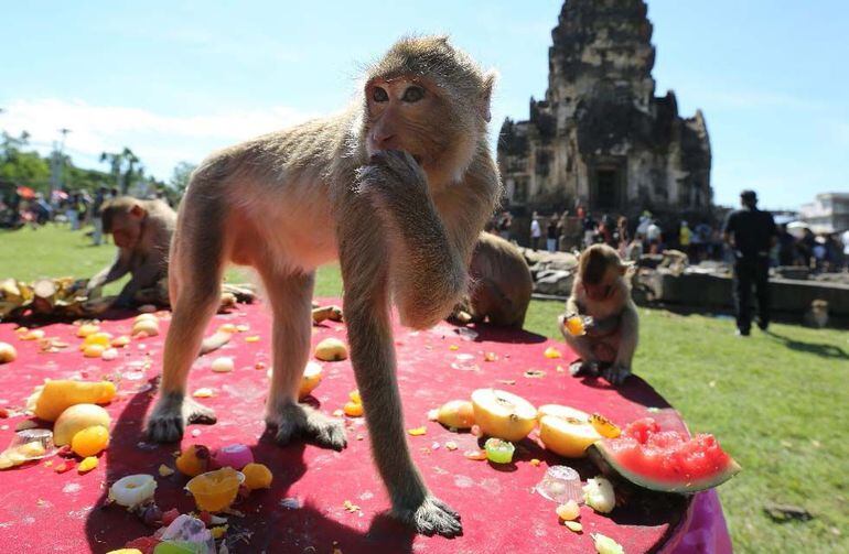 Un festín para los monos en Tailandia - Ciudadano digital - ABC Color