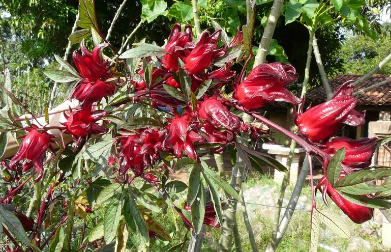 La rosella - ABC Rural - ABC Color