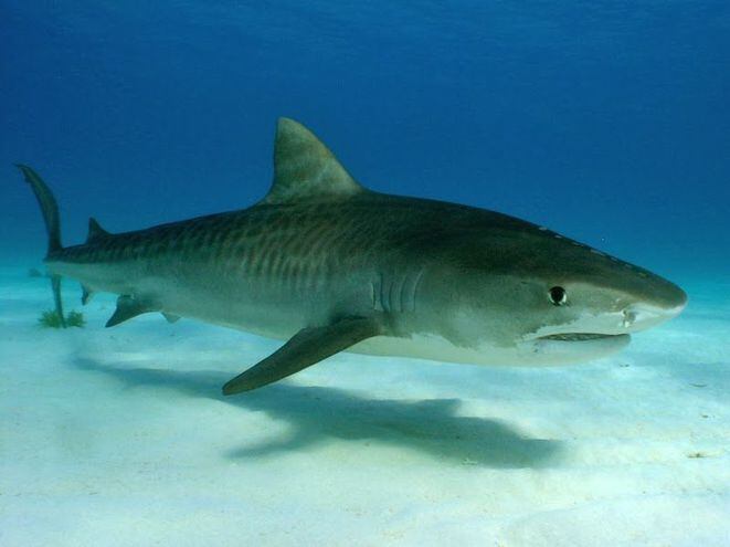 Estudian hábitos del tiburón tigre - Ciencia - ABC Color
