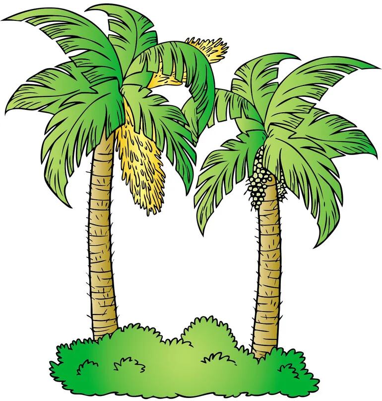 Con aroma a flor de coco - Escolar - ABC Color