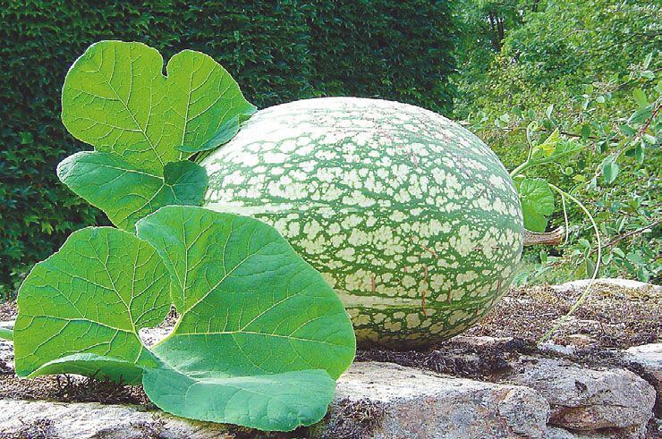 Frutos exóticos del mundo - Gastronomia - ABC Color