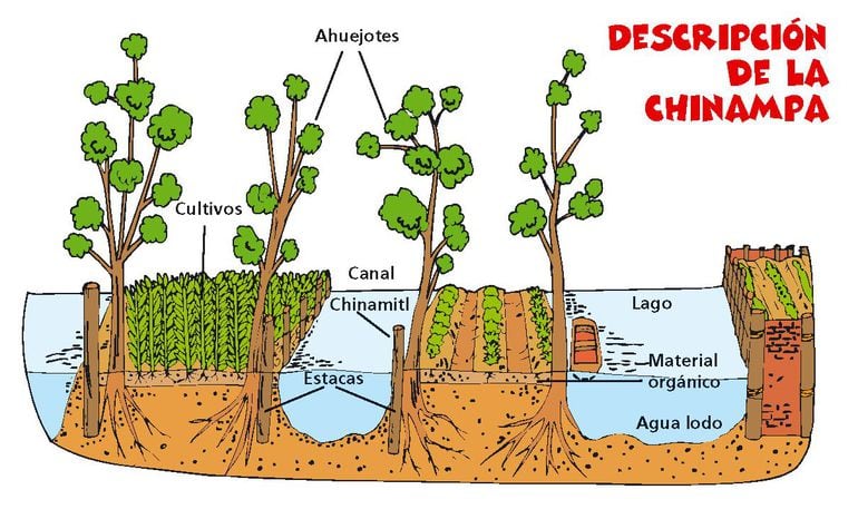 Chinampas (1) - Escolar - ABC Color