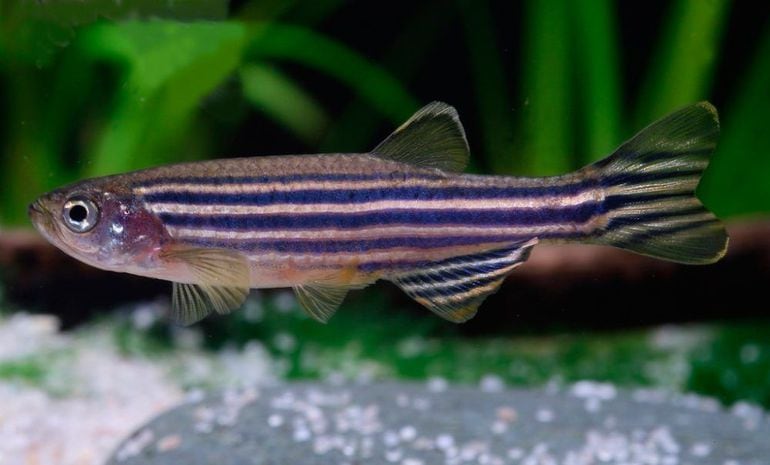 Cómo tener al pez cebra en el acuario - Mascotas - ABC Color