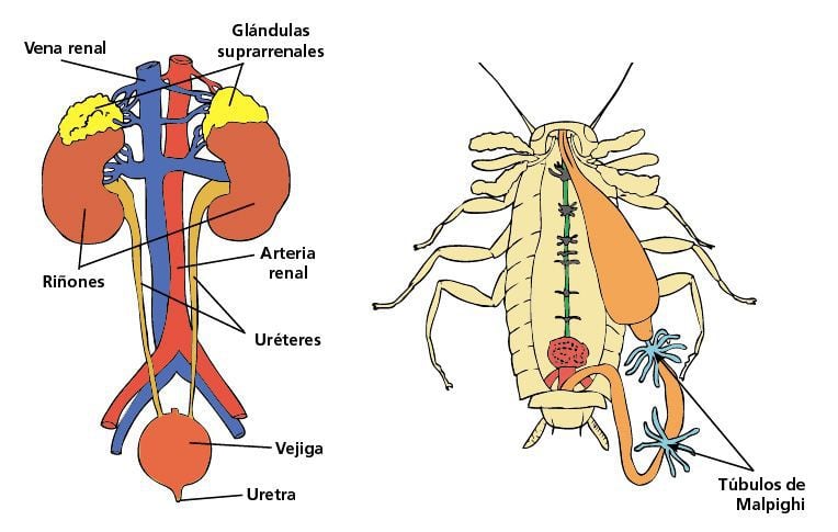Sistema excretor - Escolar - ABC Color