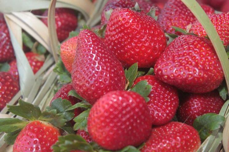 Las frutillas son un deleite para el paladar y te ayudarán a mejorar tu ...