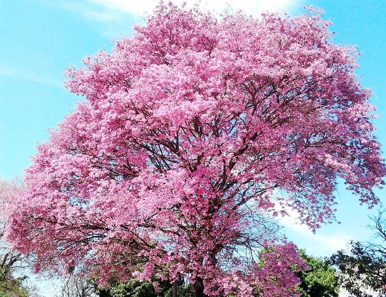 Lapacho - Casa y Jardín - ABC Color