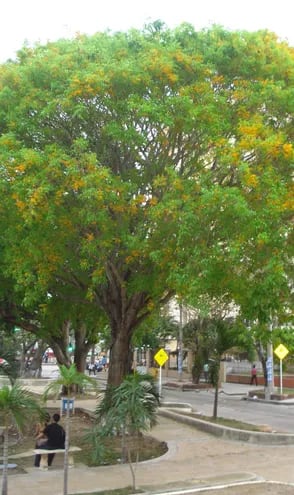 Trébol - Casa y Jardín - ABC Color