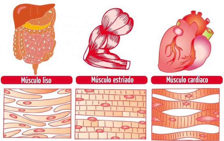 Los músculos - Escolar - ABC Color