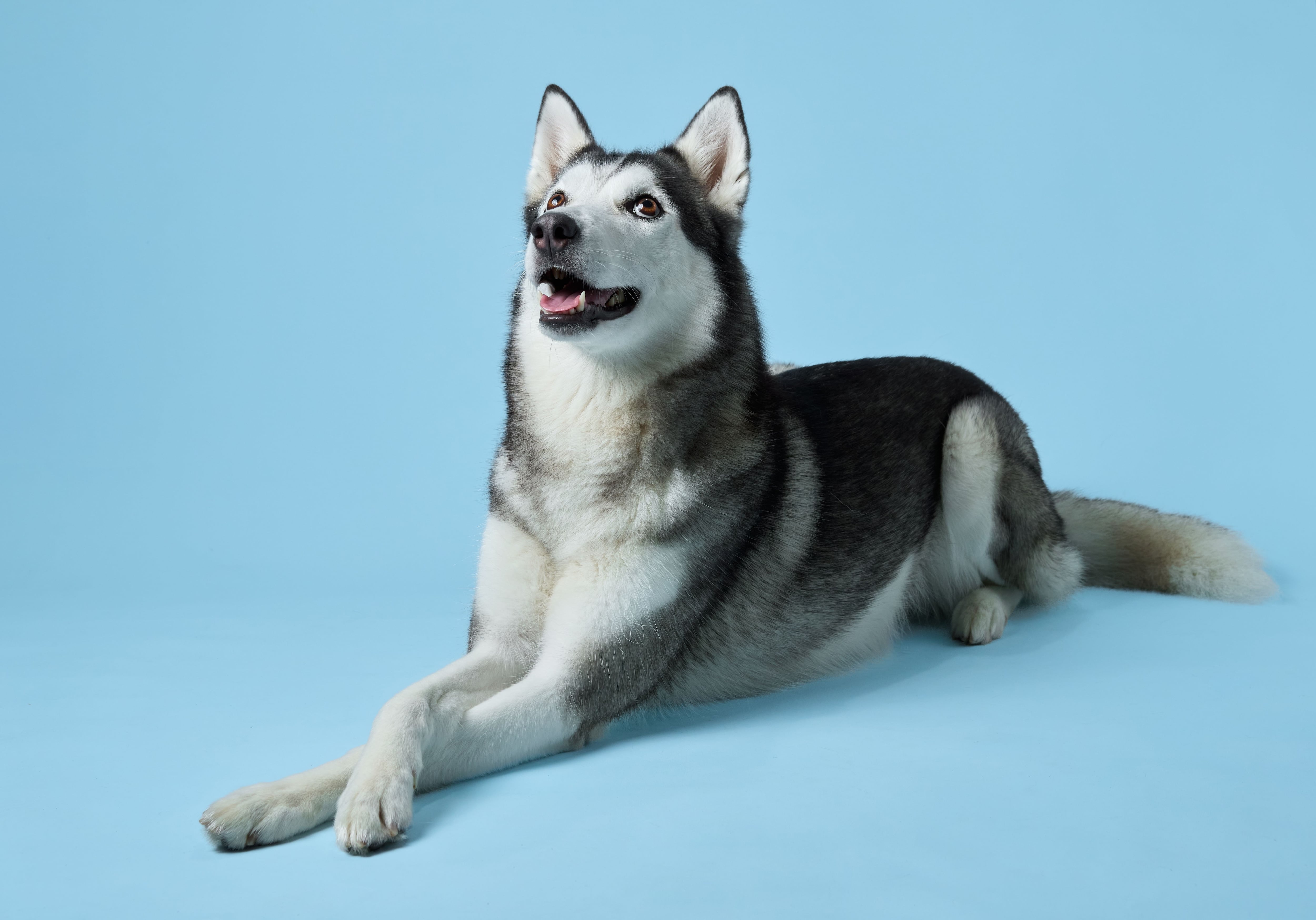 Perros Del Mundo Husky Siberiano