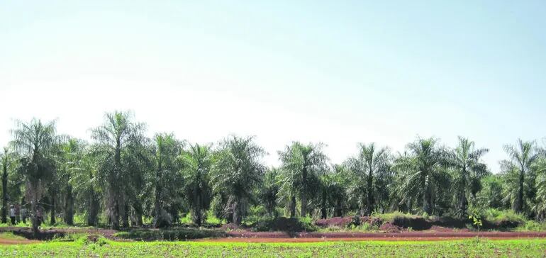 Cultivo de coco - ABC Rural - ABC Color