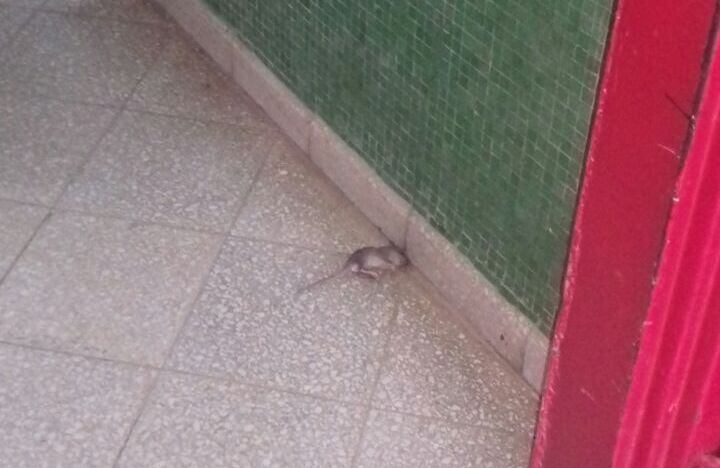 Rata muerta en IPS - Crónicas Ciudadanas - ABC Color