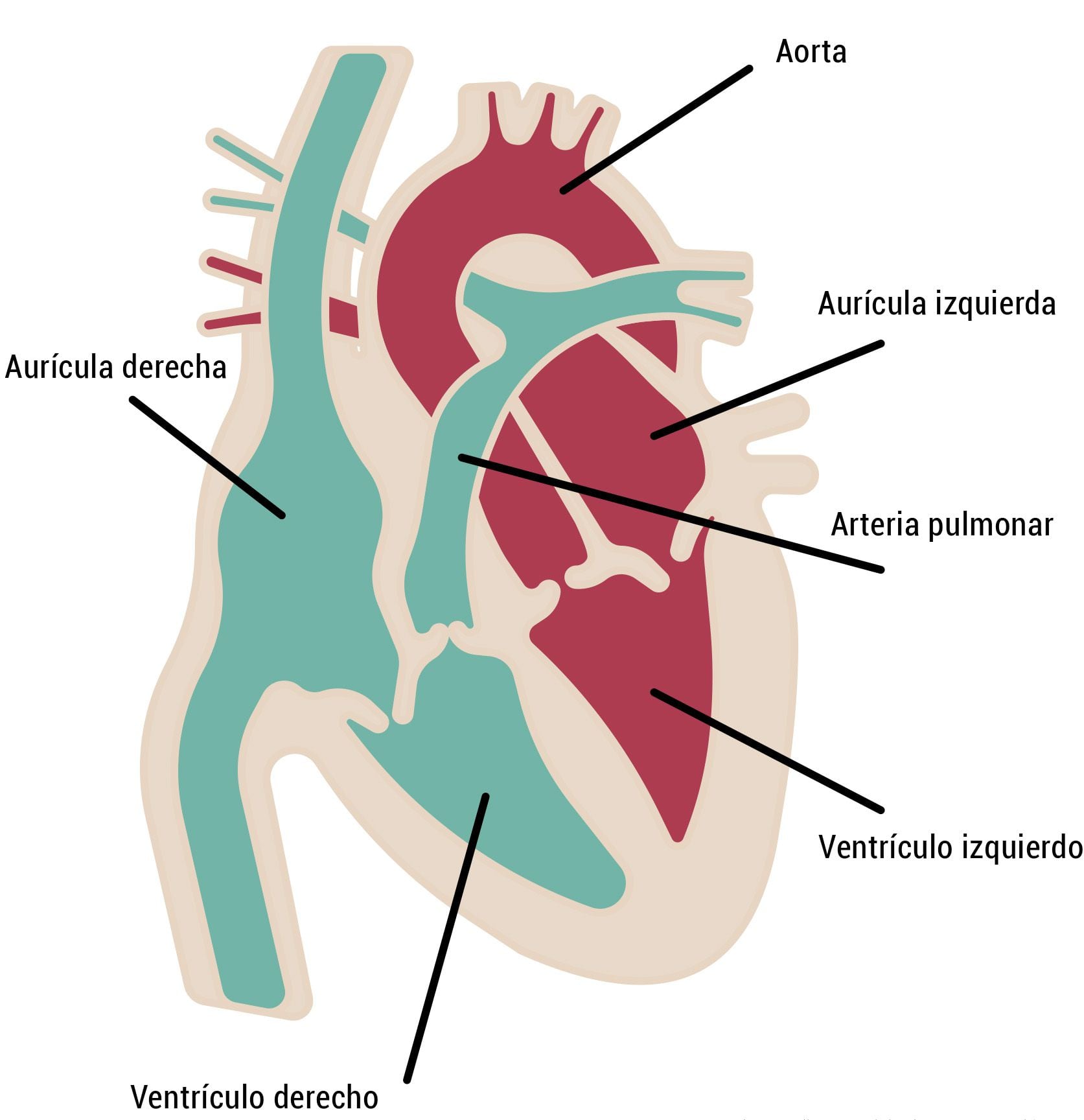 Anatomía De La Aurícula Derecha Apunte: Corazón | Anatomía Normal