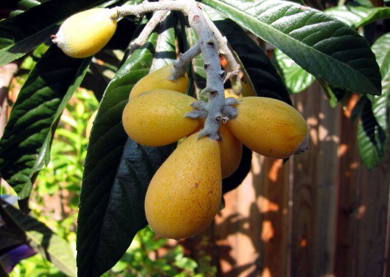 Níspero - Salud - ABC Color