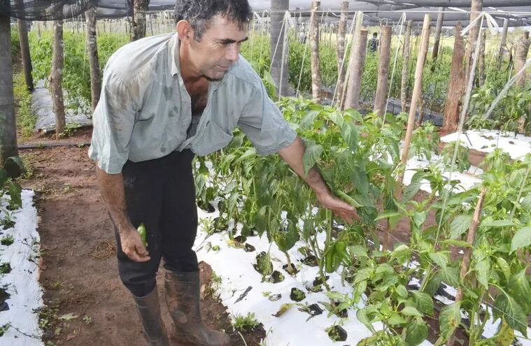 Preocupa ataque de hongos a los cultivos de locote en Curuguaty - 3 ...