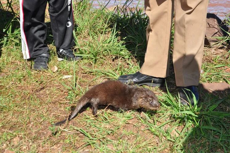 Rescatan a una cría de lobo de río en Encarnación - Nacionales - ABC Color