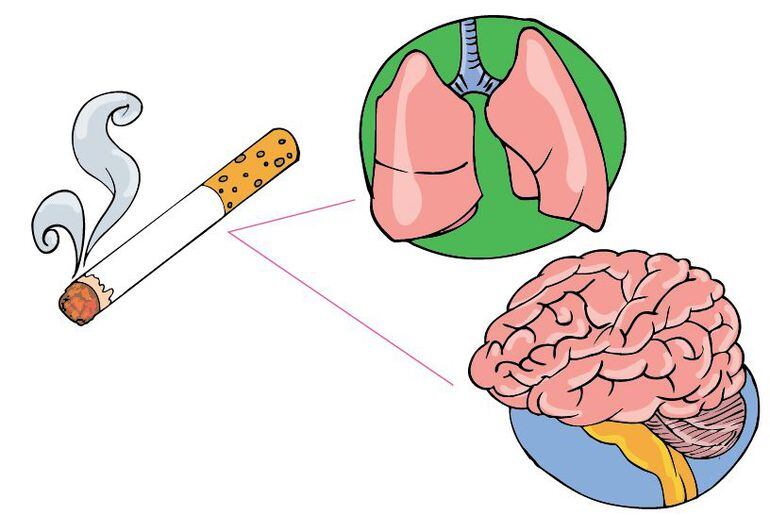 ¿Qué es el tabaco? - Escolar - ABC Color
