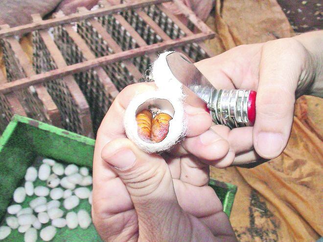 Crisálida del gusano de seda - ABC Rural - ABC Color