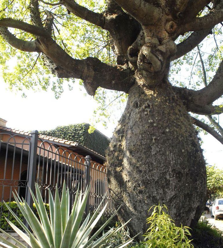 Samu’û - Casa y Jardín - ABC Color