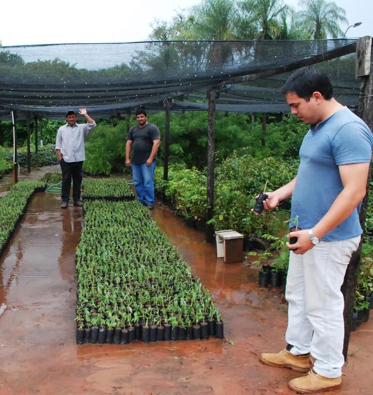 La EBY busca incentivar el cultivo de la planta medicinal del burrito ...