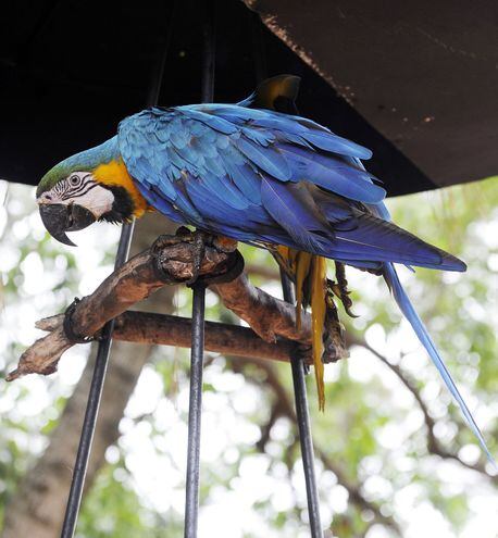 El papagayo azul y su plumaje cautivador - Casa y Jardín - ABC Color