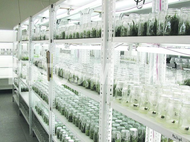 Banco de germoplasma - ABC Rural - ABC Color