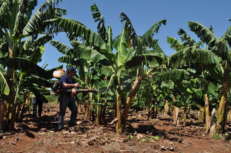 Cultivo del banano - Agr. Gilberto Chávez (*) - ABC Rural - ABC Color