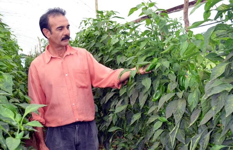 Horticultor se afianza en la cosecha de locote verde en Coronel Oviedo ...