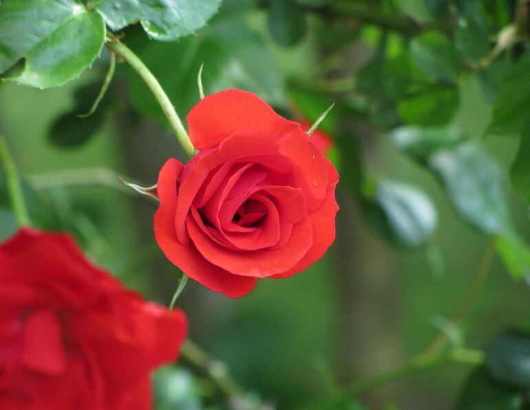 Rosales que forman enredaderas - Casa y Jardín - ABC Color