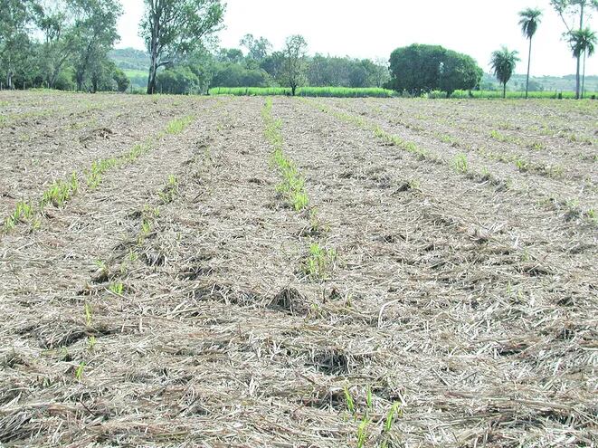 Labranza cero como práctica - Ing. Agr. Fernando Díaz Shenker (*) - ABC ...
