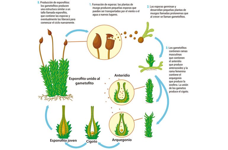 Reino Plantae. Briofitas - Escolar - ABC Color
