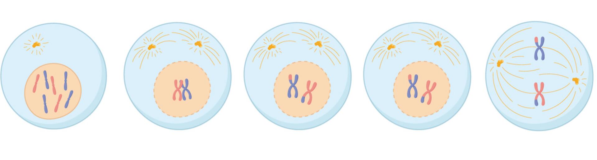 Etapas De La Meiosis Profase 1 La Célula. 8. Ciclo Celular. Fase M.