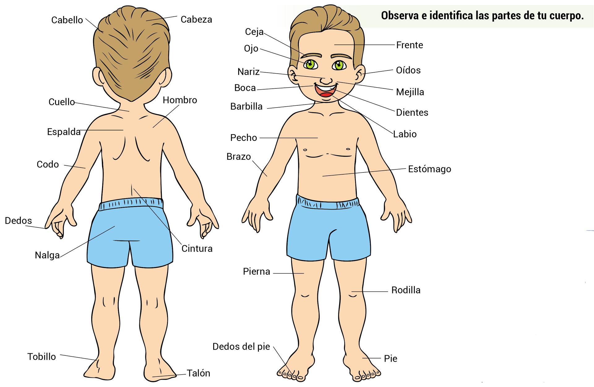 Www Partes Del Cuerpo Humano Difusion INAH 003OVA0688 Las Partes Del