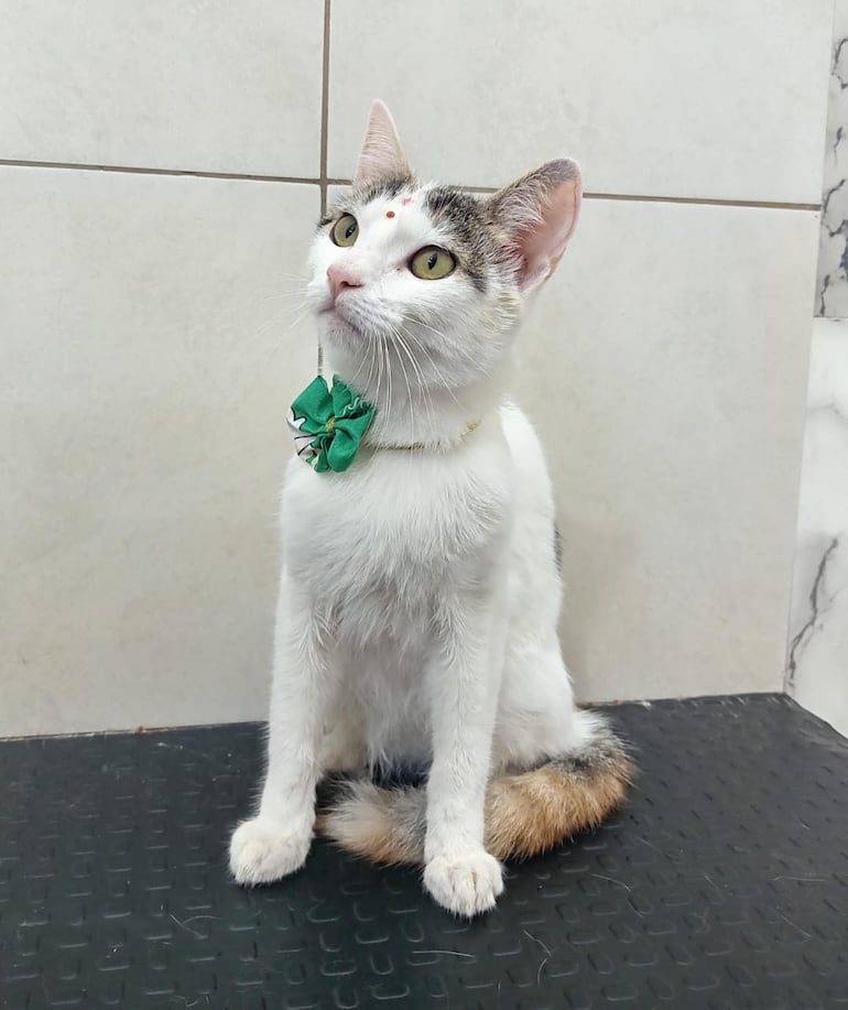 Michi - Encontrá a tu mascota - ABC Color