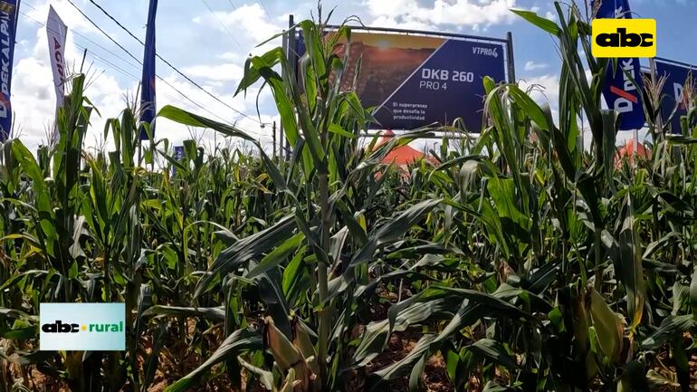 Video: maíz VTPRO 4 mejorado y con mayores tolerancias - ABC Rural - ABC Color