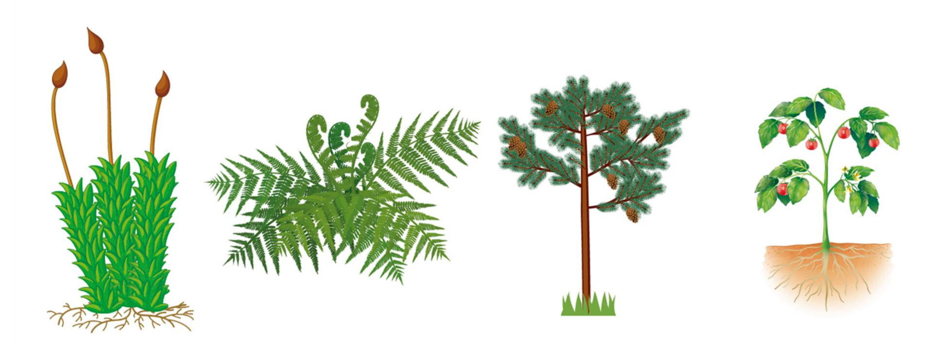 Ejemplos De Briofitas EcologíaVerde On X: "Plantas No Vasculares: