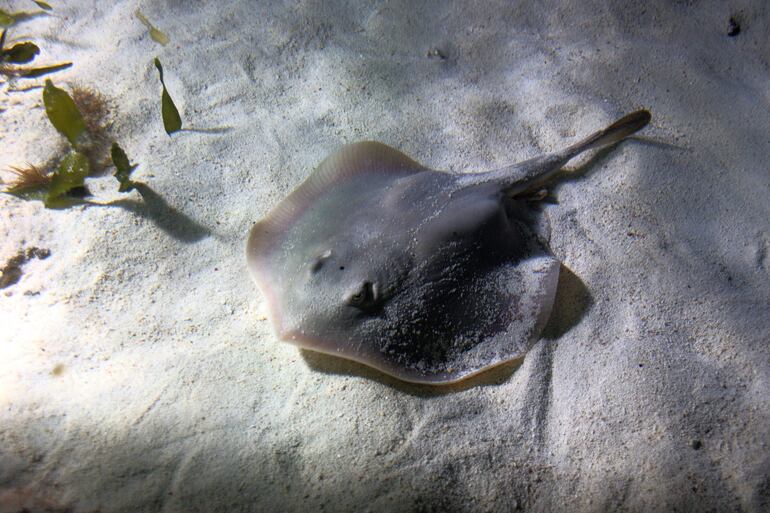 Alerta Encarnación: Reportaron dos casos de picadura de raya ...