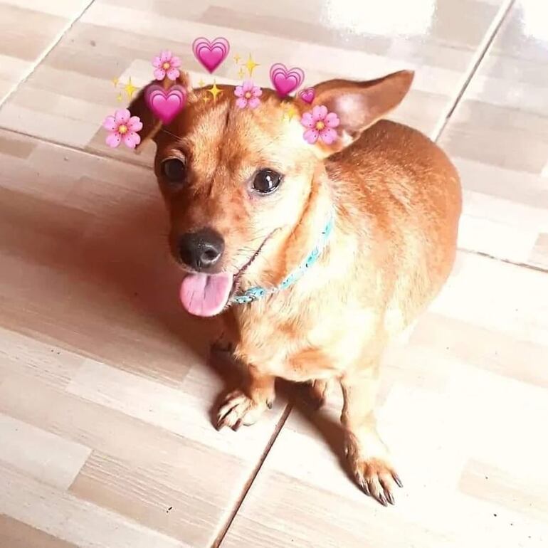 Video del disparo que acabó con la vida de perro Scrappy Doo: familia ...