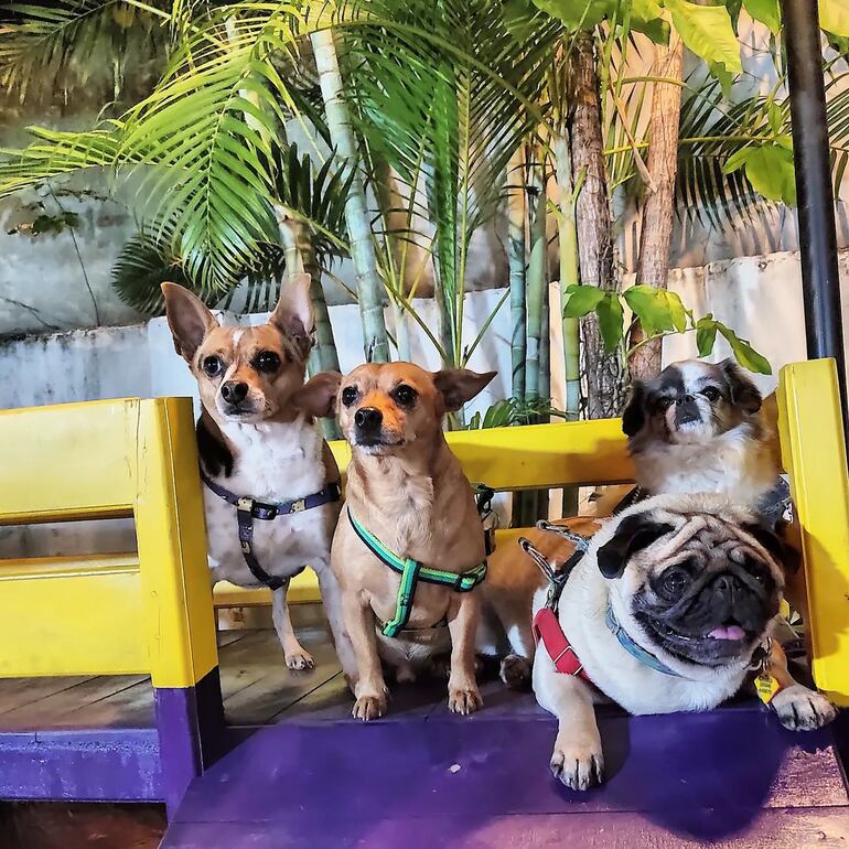 Video del disparo que acabó con la vida de perro Scrappy Doo: familia ...