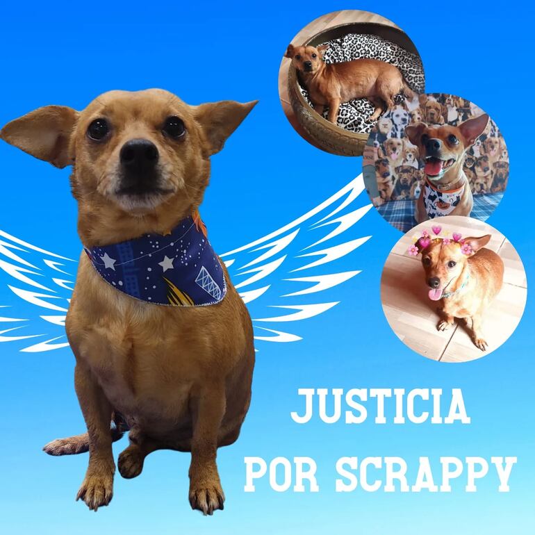 Video del disparo que acabó con la vida de perro Scrappy Doo: familia ...
