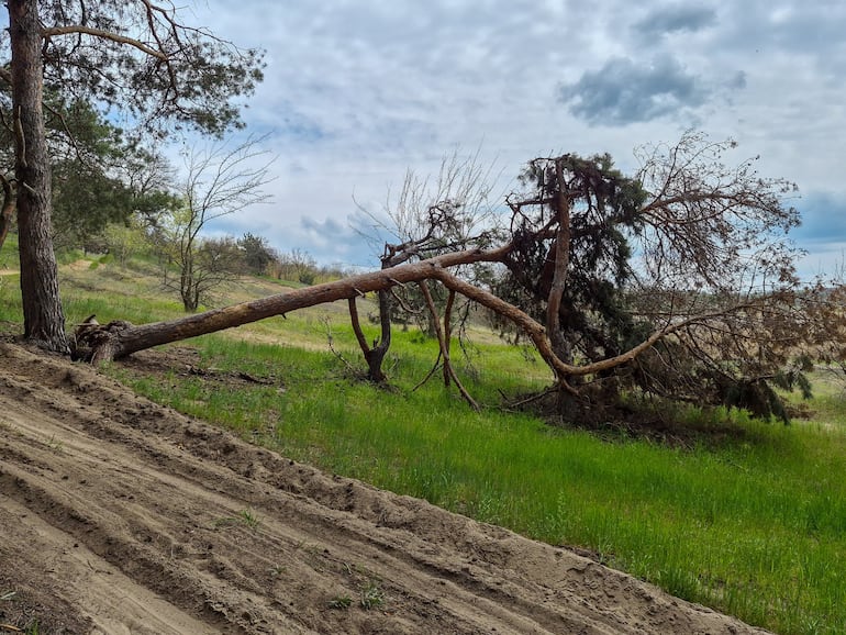 Día Global del Viento: fuerza que ordena el clima, sostiene ecosistemas ...