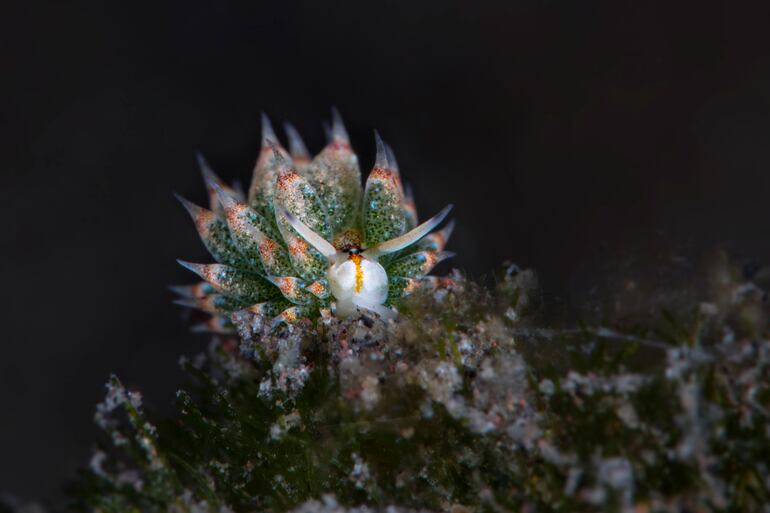 La “oveja marina”: el animal que hace fotosíntesis - Ciencia - ABC Color