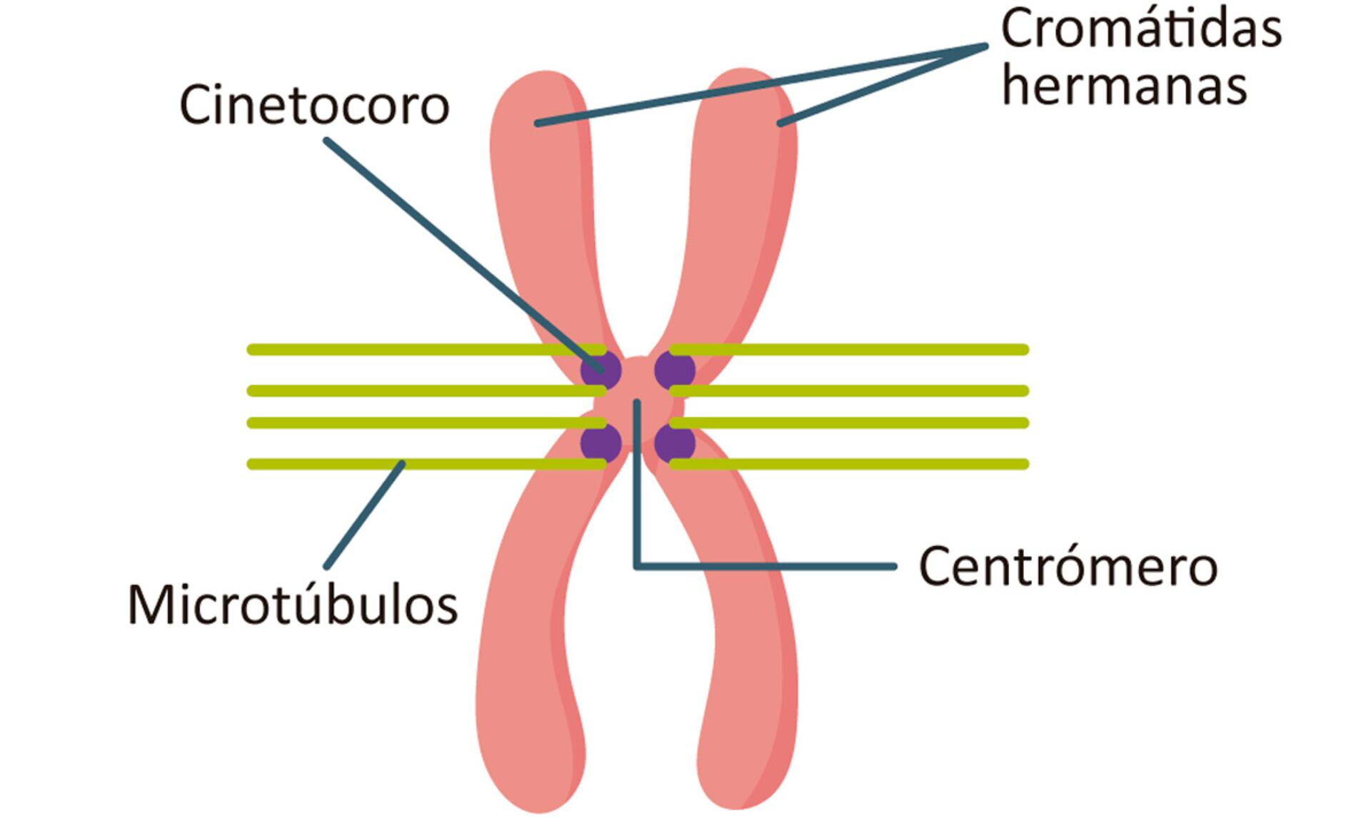 Partes De Un Cromosoma Conceptos Centrales | Portal Académico Del CCH