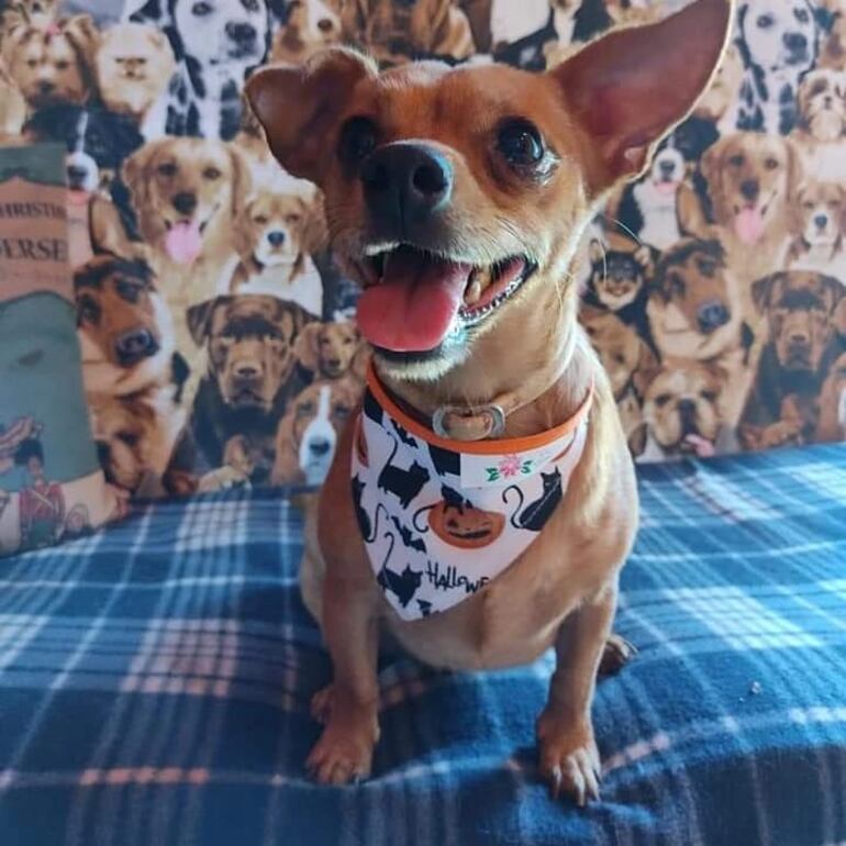 Video del disparo que acabó con la vida de perro Scrappy Doo: familia ...