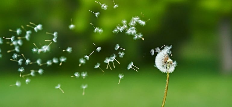 Día Global del Viento: fuerza que ordena el clima, sostiene ecosistemas ...