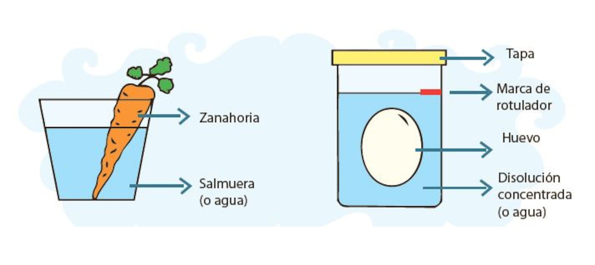 osmosis celular ejemplos