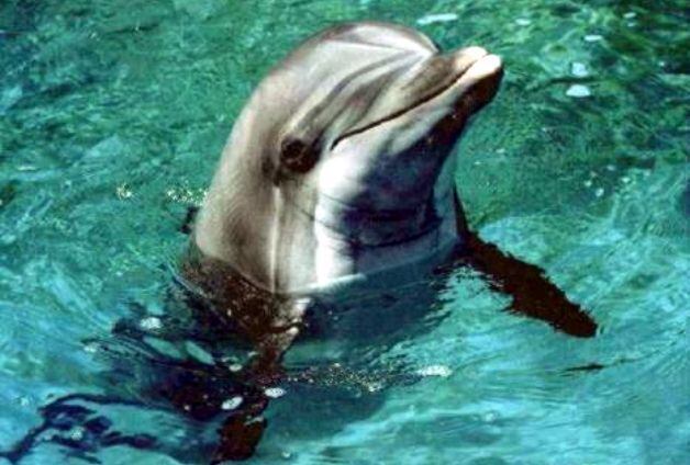 Delfín muerde a niña en parque de Florida - Ciudadano digital - ABC Color