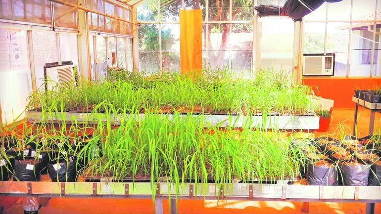 Pyricularia grisea y su efecto en pasturas - Ing. Agr. Verónica Bueno ...