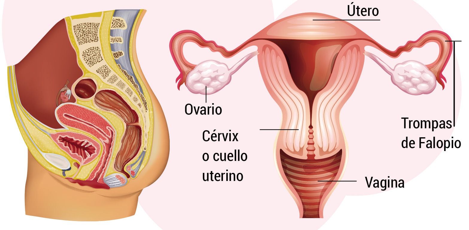 Aparato Reproductor Femenino Real