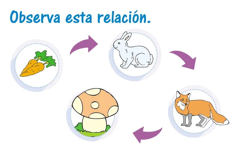 Productores Consumidores Y Descomponedores