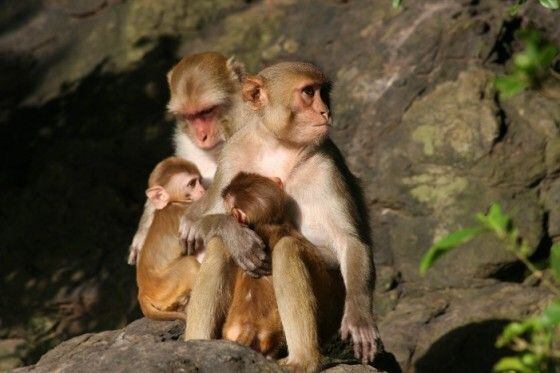 Monos amenazan con transmitir enfermedades a puertorriqueños - Mundo ...